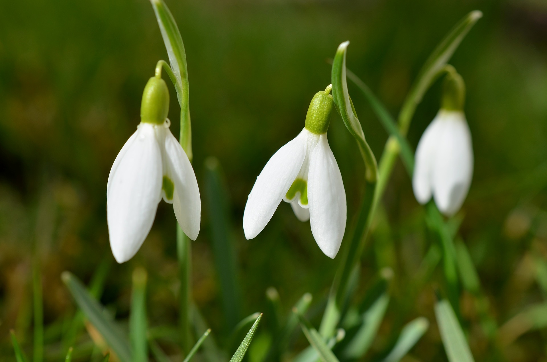 Snowdrops - National Garden Scheme