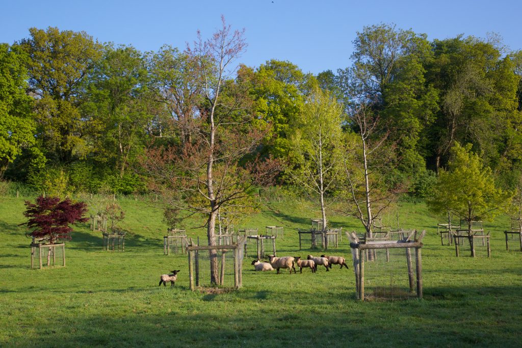 Chevithorne Barton – the Quercus legacy - National Garden Scheme
