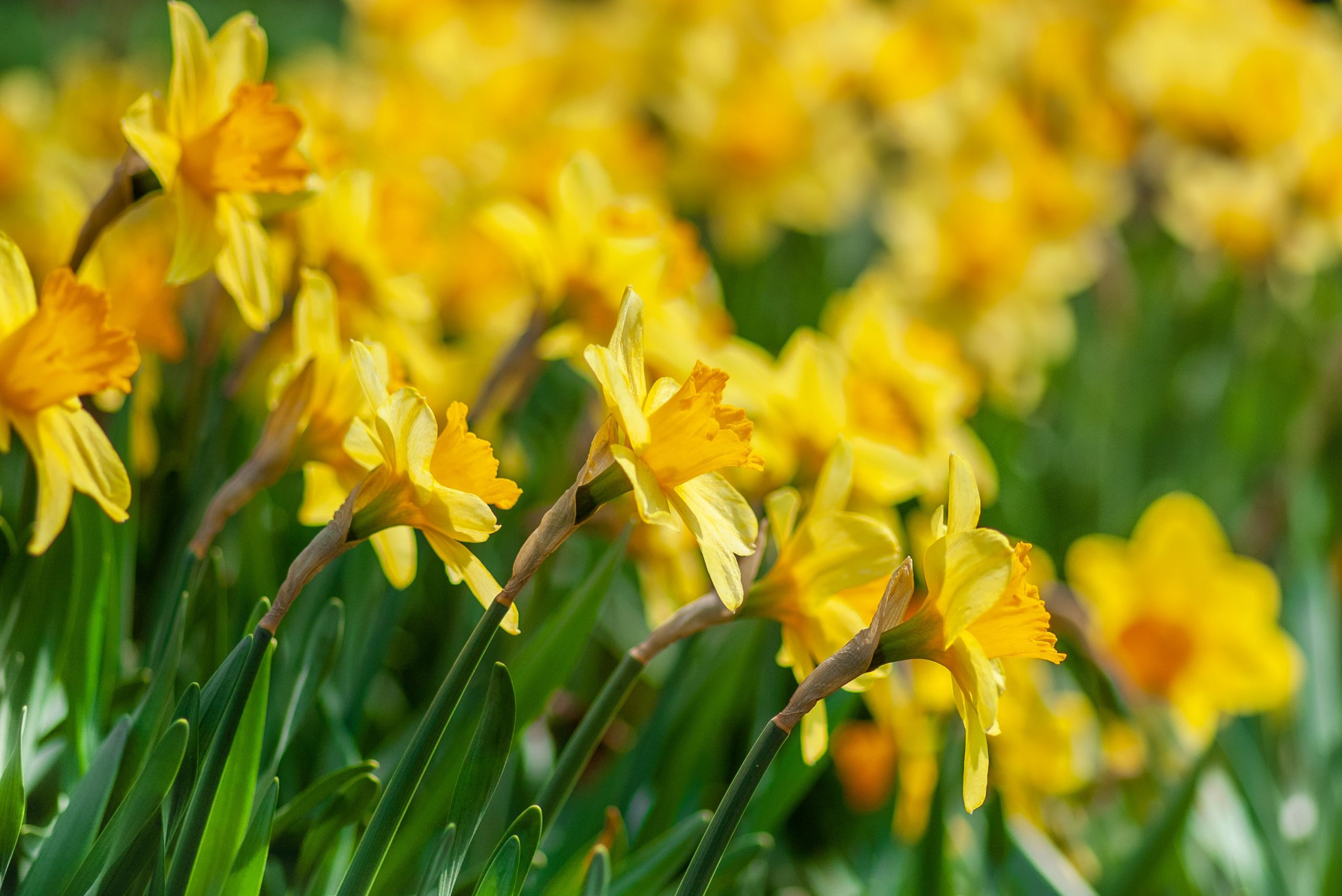 Daffodils & Spring flowers - National Garden Scheme