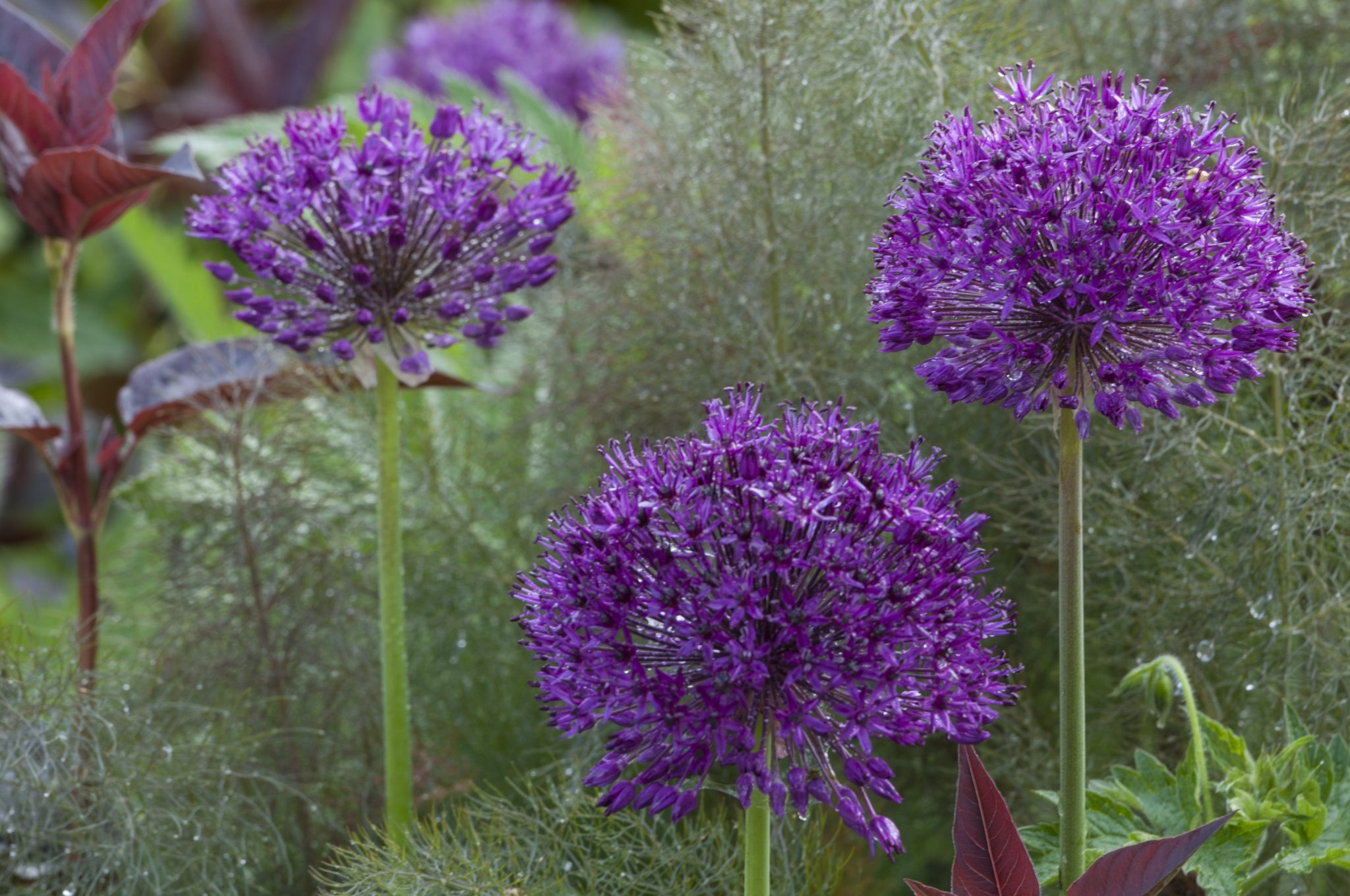 Planting out your alliums - National Garden Scheme