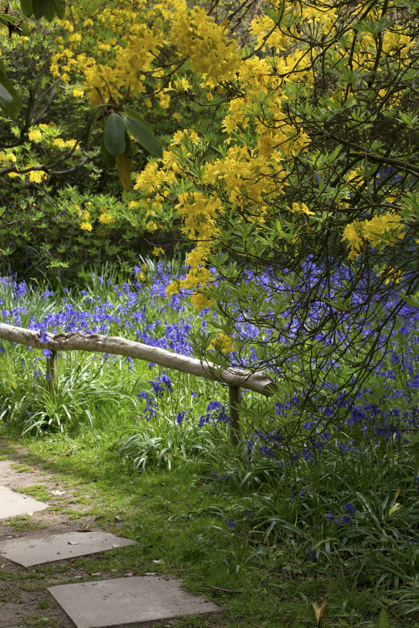 Explore Riverhill Himalayan Gardens - National Garden Scheme