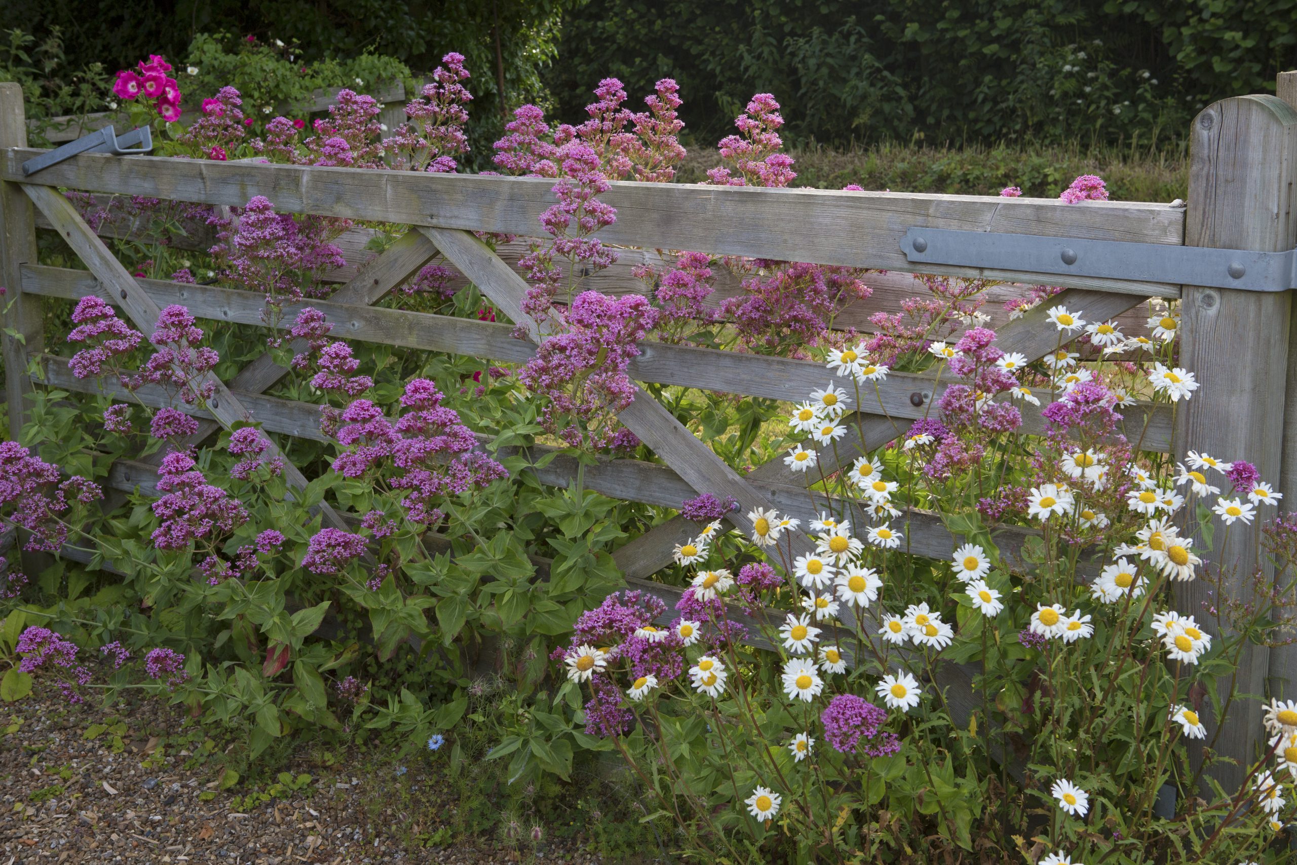 Butlers Farmhouse, a rural idyll - National Garden Scheme