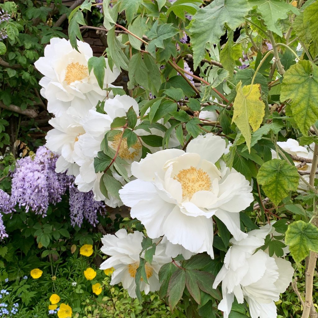 Eccleston Square - the green heart of Westminster - National Garden Scheme