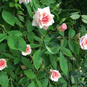 Blooming London: the plant diary of a London square during lock down ...