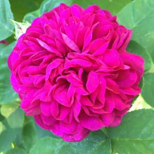 Blooming London: the plant diary of a London square during lock down ...