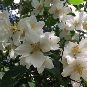 Blooming London: the plant diary of a London square during lock down ...