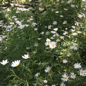 Blooming London: the plant diary of a London square during lock down ...