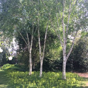 Blooming London: the plant diary of a London square during lock down ...