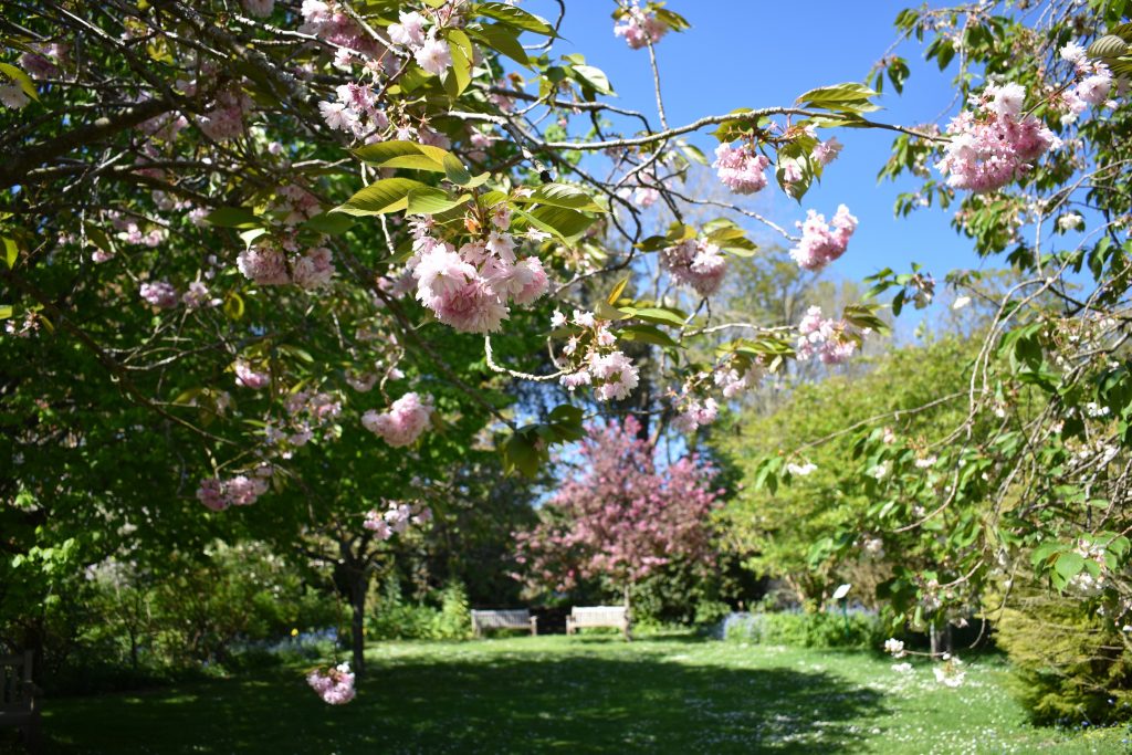 Highdown Gardens, a distinguished rarity - National Garden Scheme