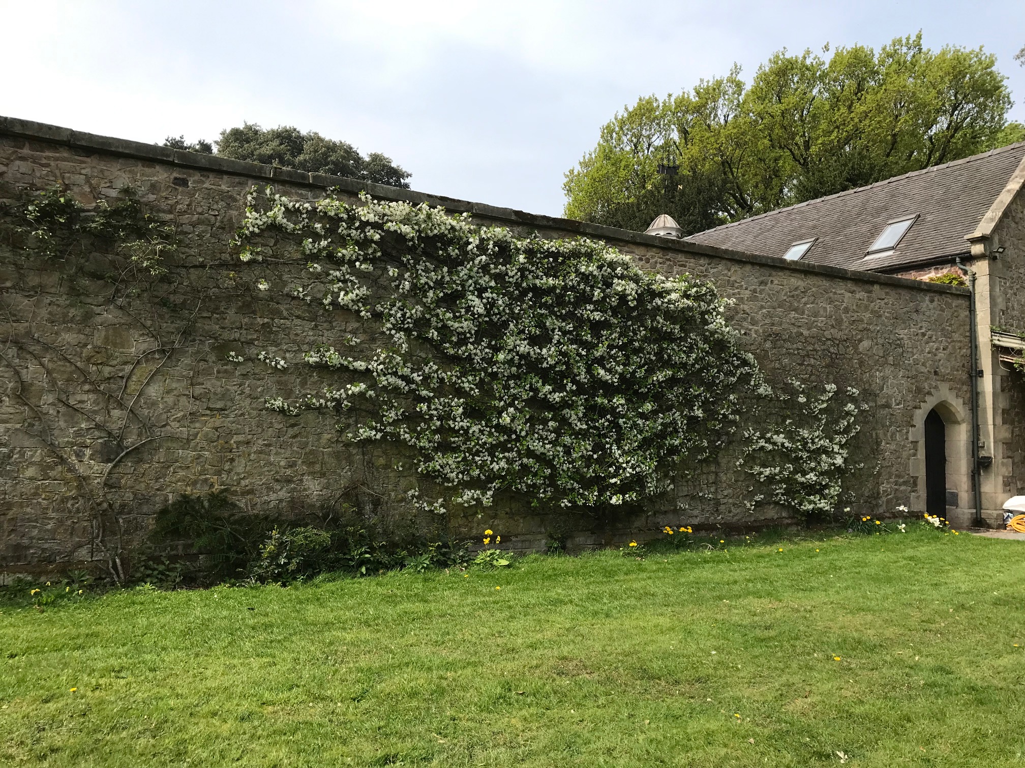Discover Longden Manor, Shropshire - National Garden Scheme