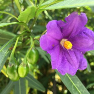 Blooming London: the plant diary of a London square during lock down ...