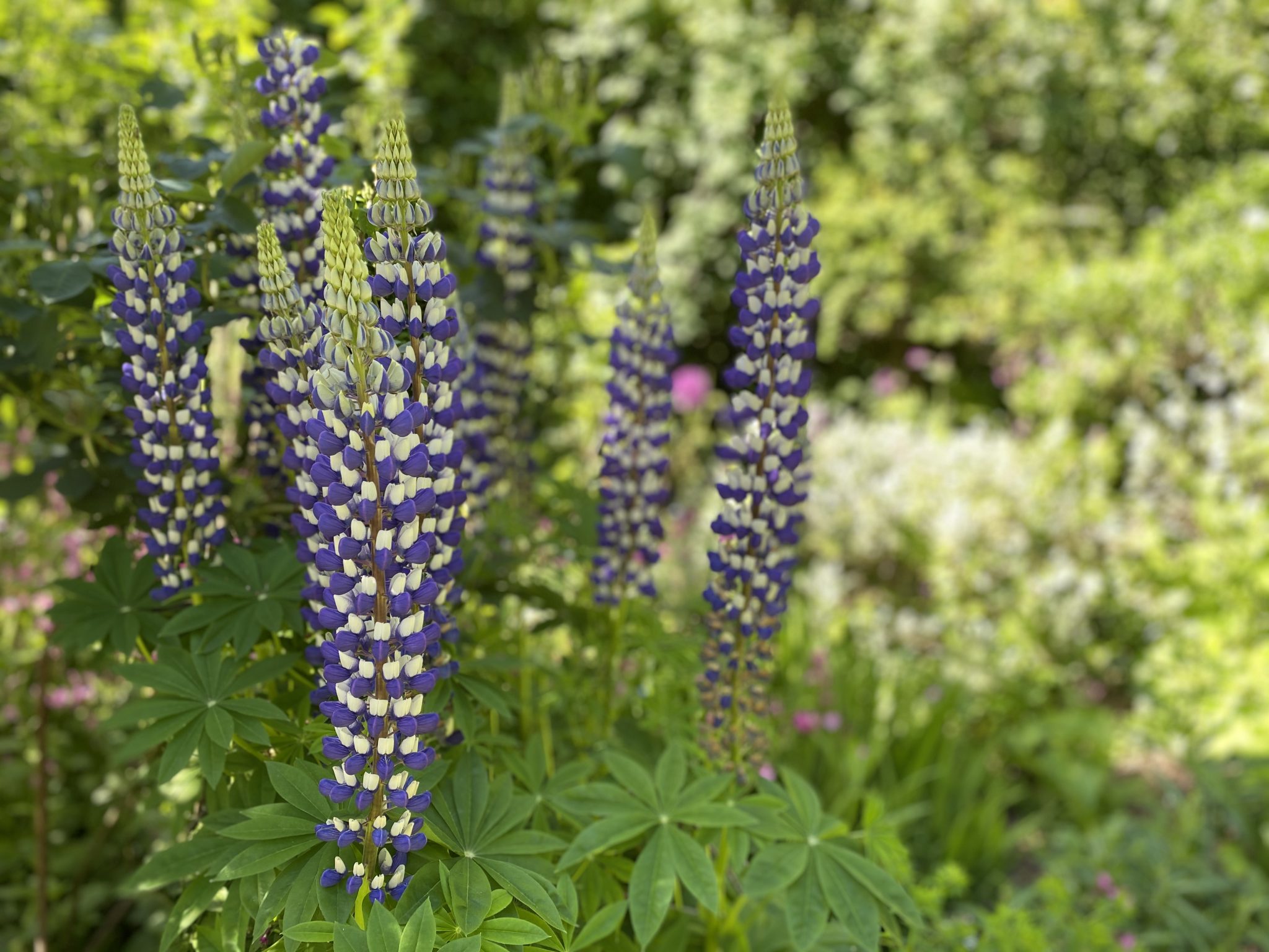 Vann, Surrey; a living legacy to a life-long love of gardening ...