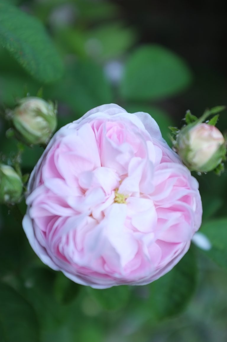 Cadenham Manor, Wiltshire; an English rose - National Garden Scheme