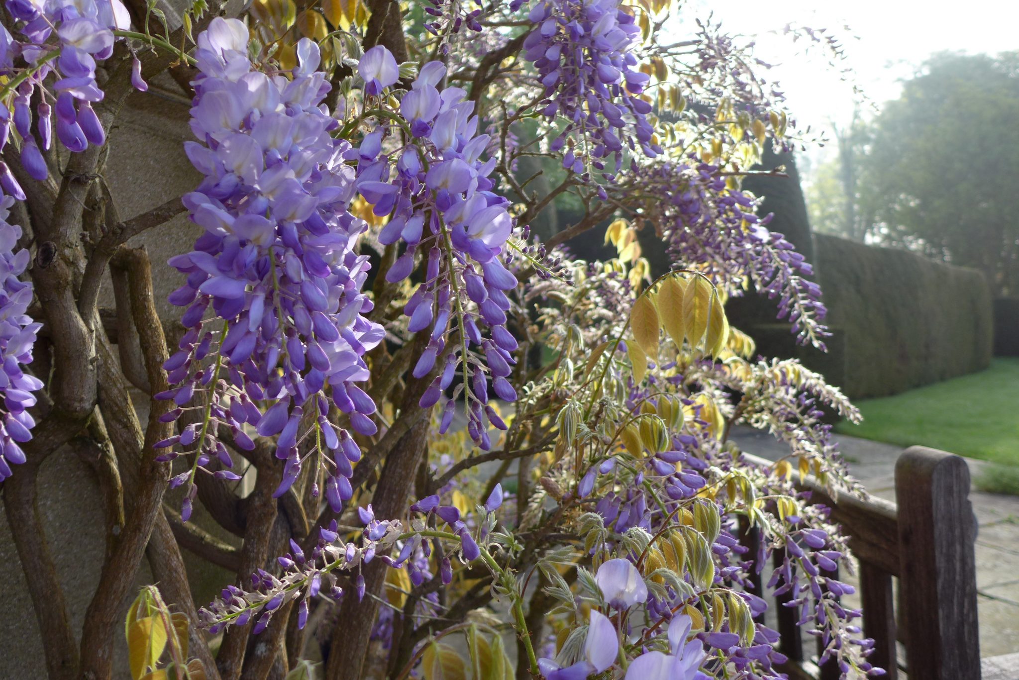 Great Thurlow Hall, Suffolk; an English idyll - National Garden Scheme