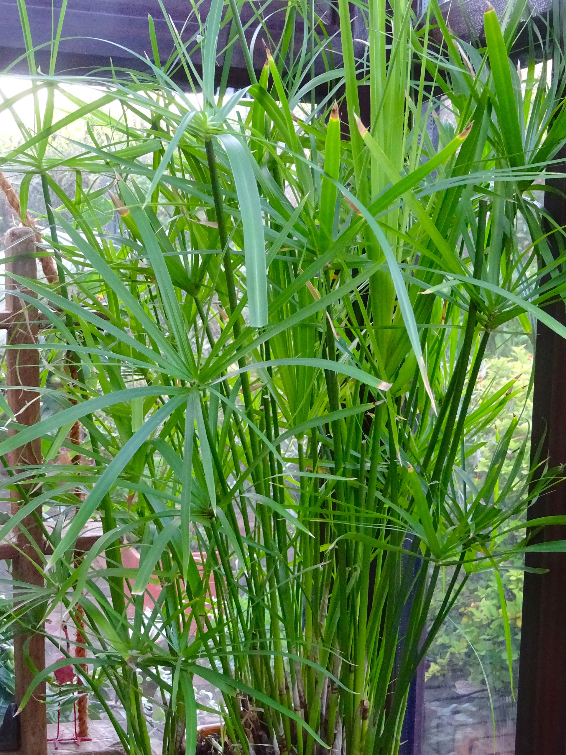 Discover the pleasure of house plants ... - National Garden Scheme