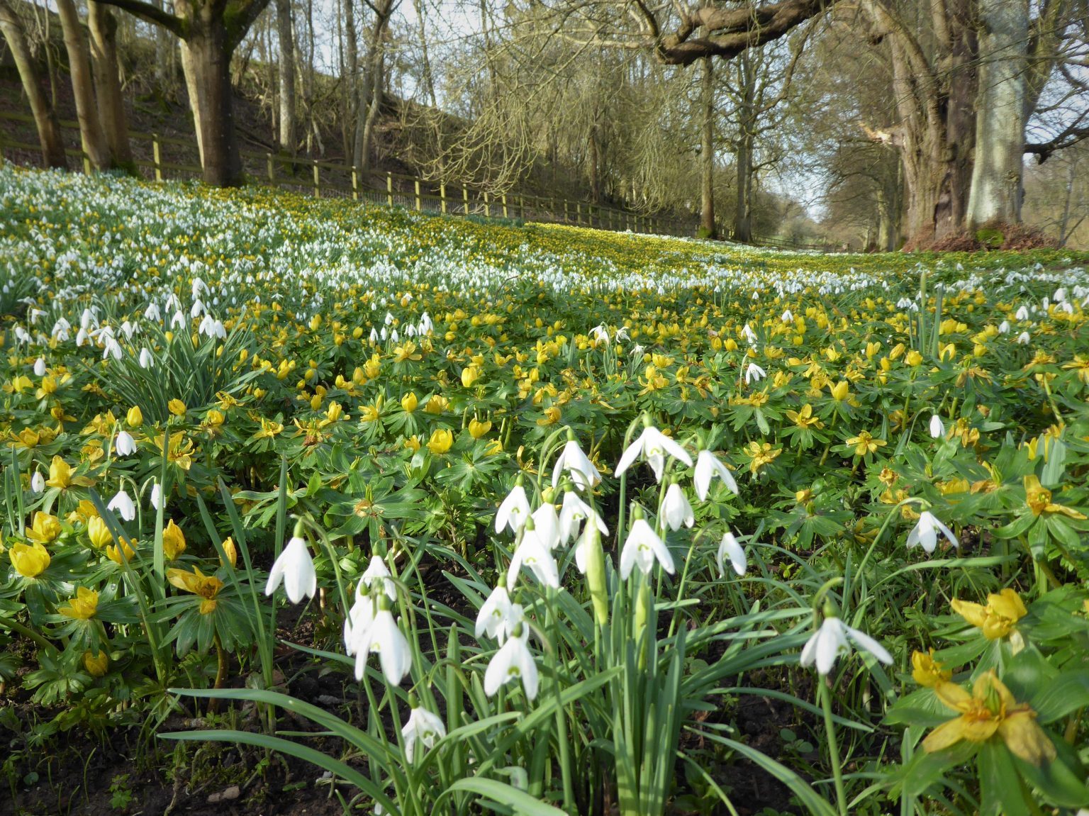 Winter gems; a history of snowdrops and how to grow them - National ...