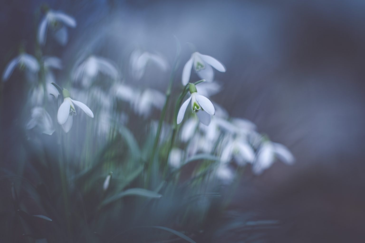 February in the garden: protecting, planting, pruning and putting in ...