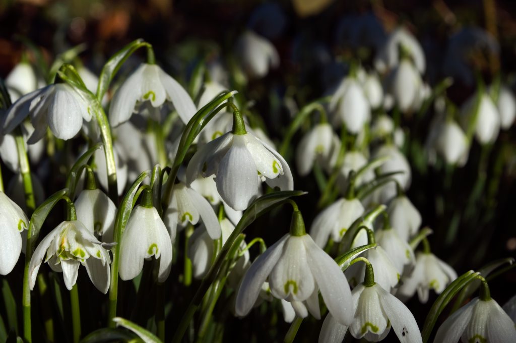 Divide your snowdrops 'in the green' for dreamy white drifts - National ...