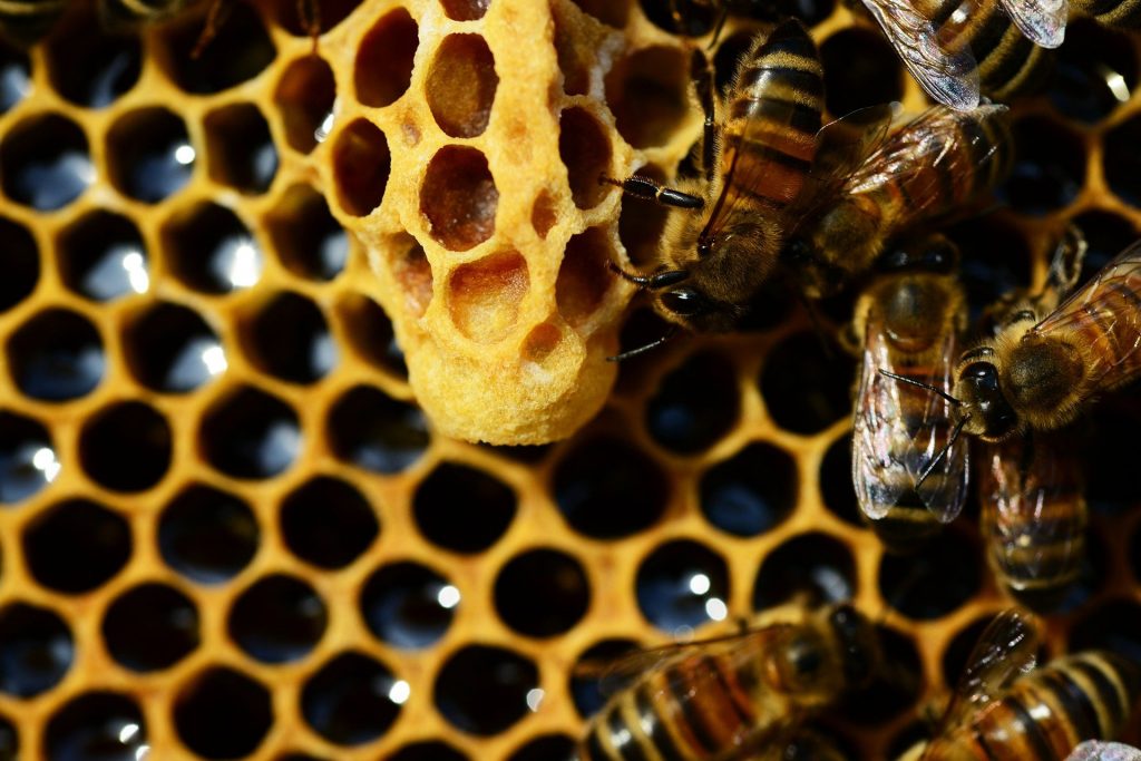 Fascinating facts about the queen bee - National Garden Scheme