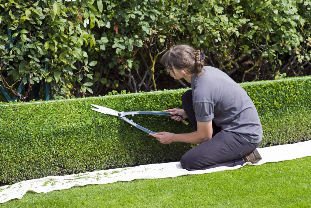 August in the garden: take cuttings, mow the lawn & sow your seeds ...