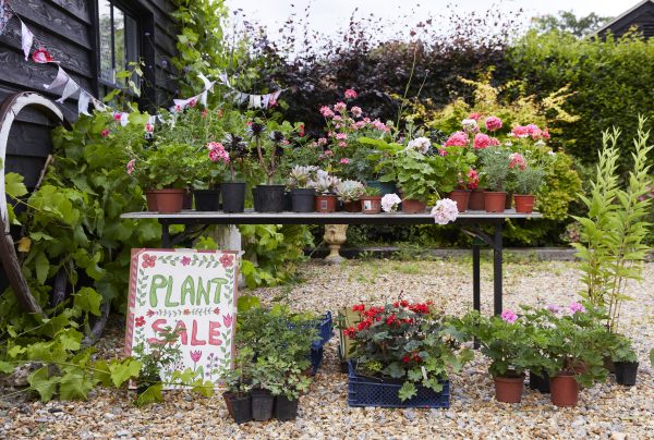 Top tips from a first time Great British Garden Party holder - National ...