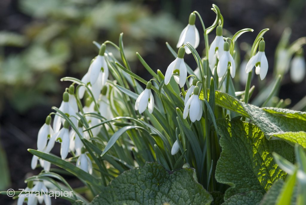 Fun facts about Snowdrops - National Garden Scheme