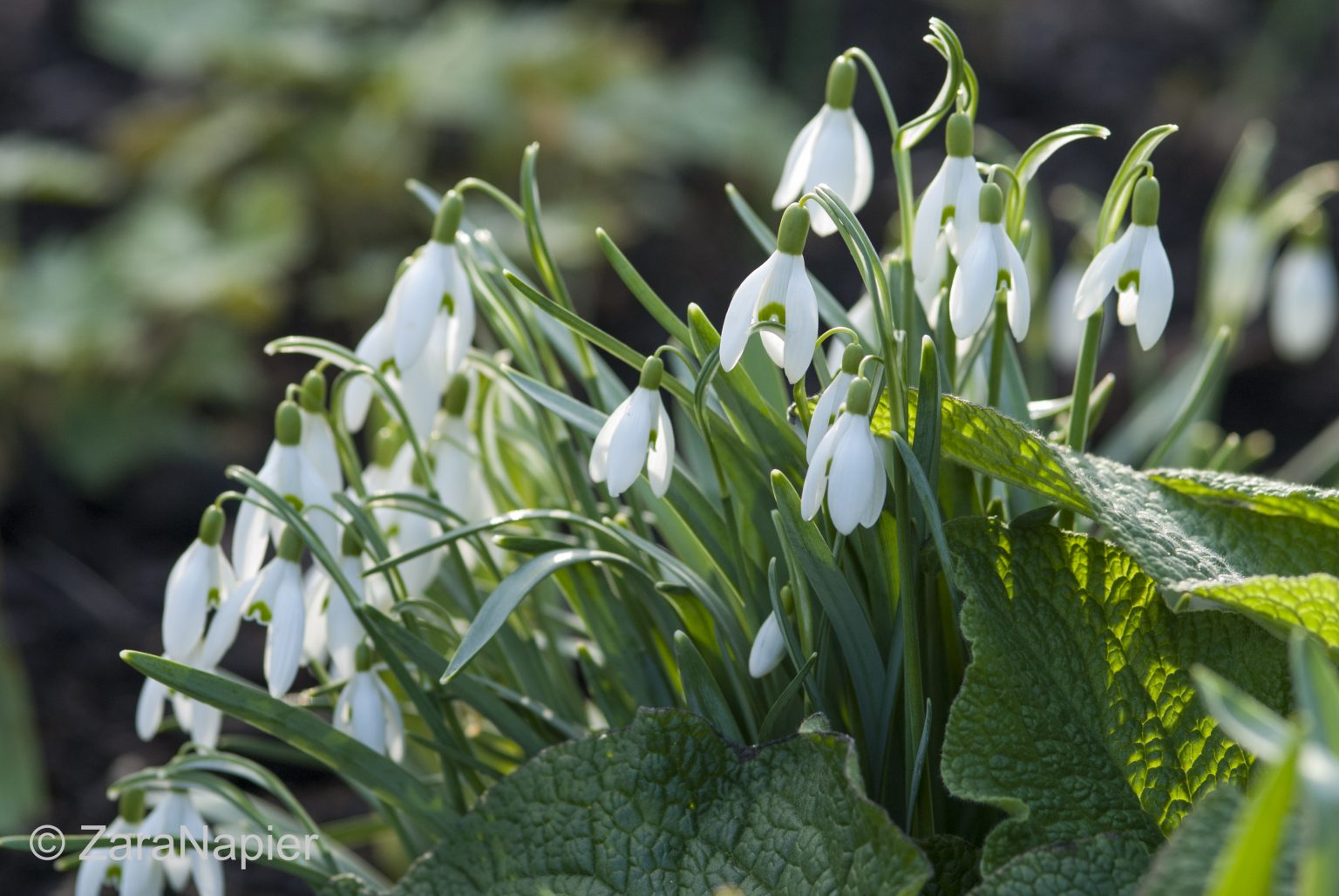 Fun facts about Snowdrops - National Garden Scheme