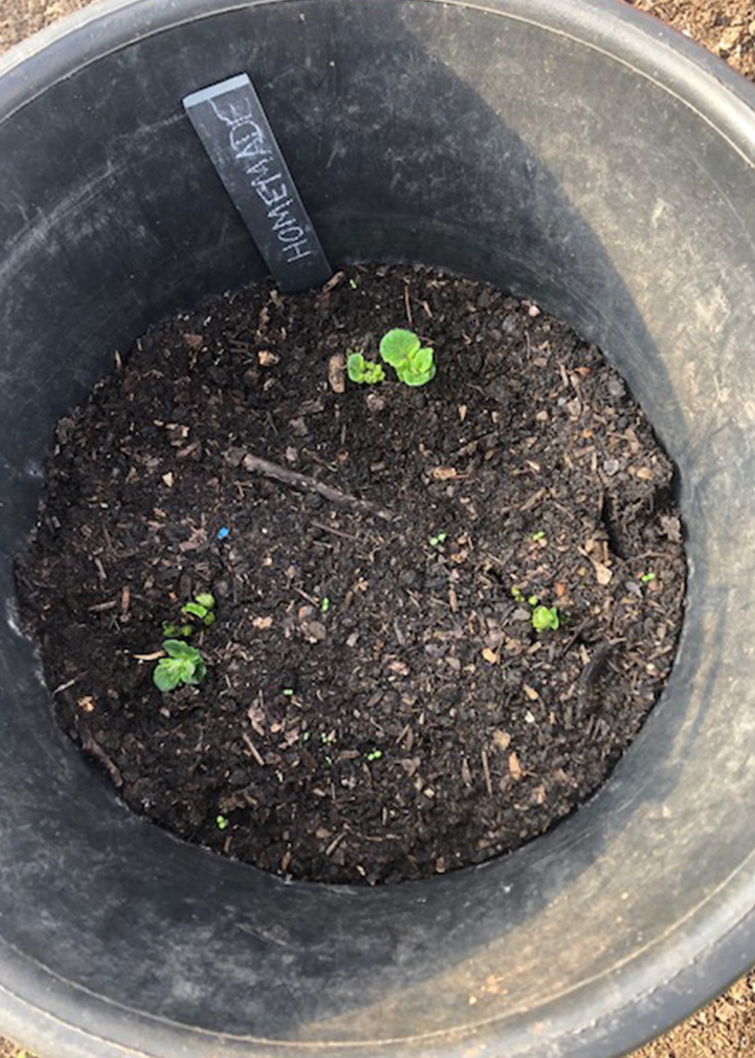 The Potty Plotters grow your own blog; March to April - National Garden ...