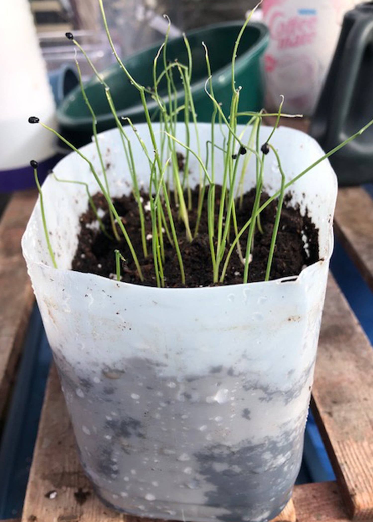 The Potty Plotters grow your own blog; March to April - National Garden ...