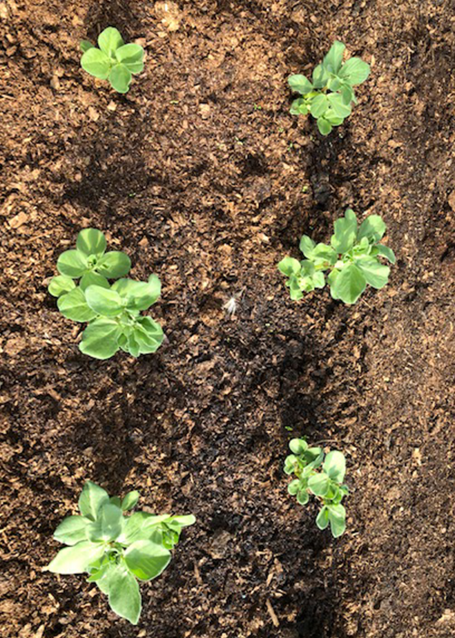 The Potty Plotters grow your own blog; March to April - National Garden ...