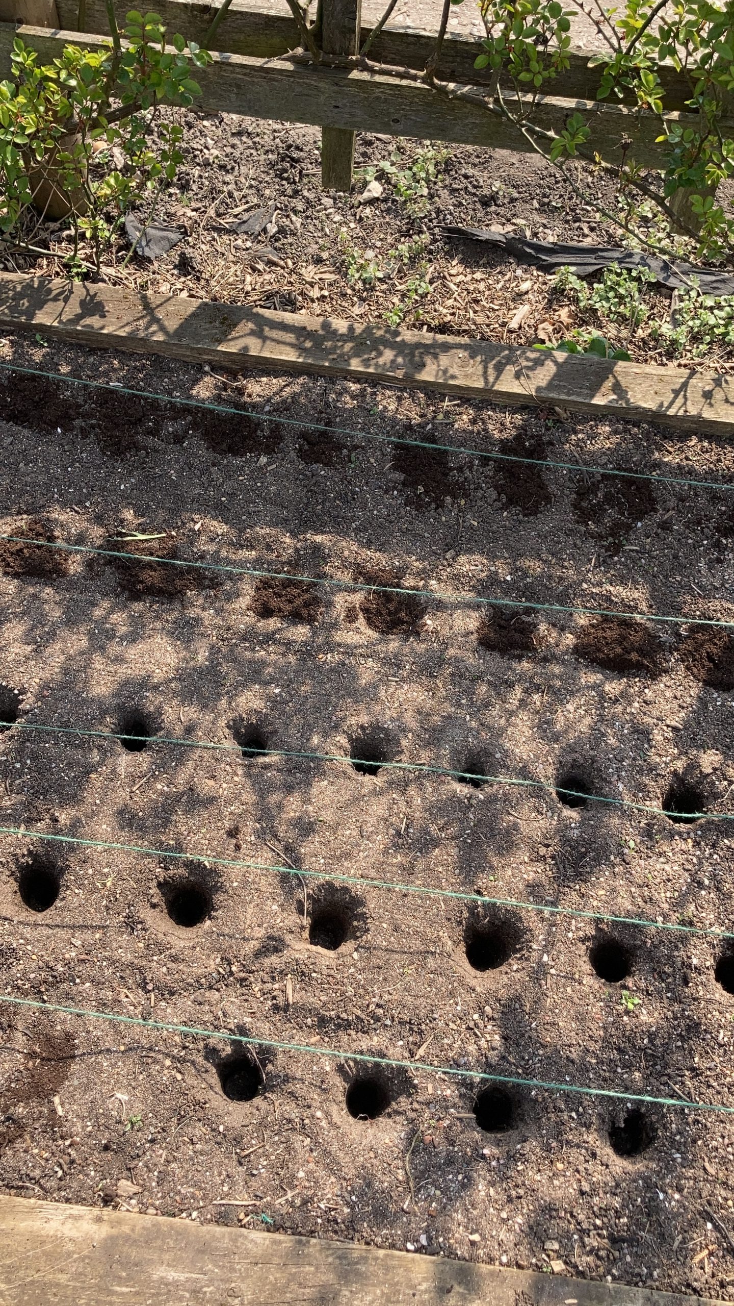 The Potty Plotters grow your own blog; April to May - National Garden ...