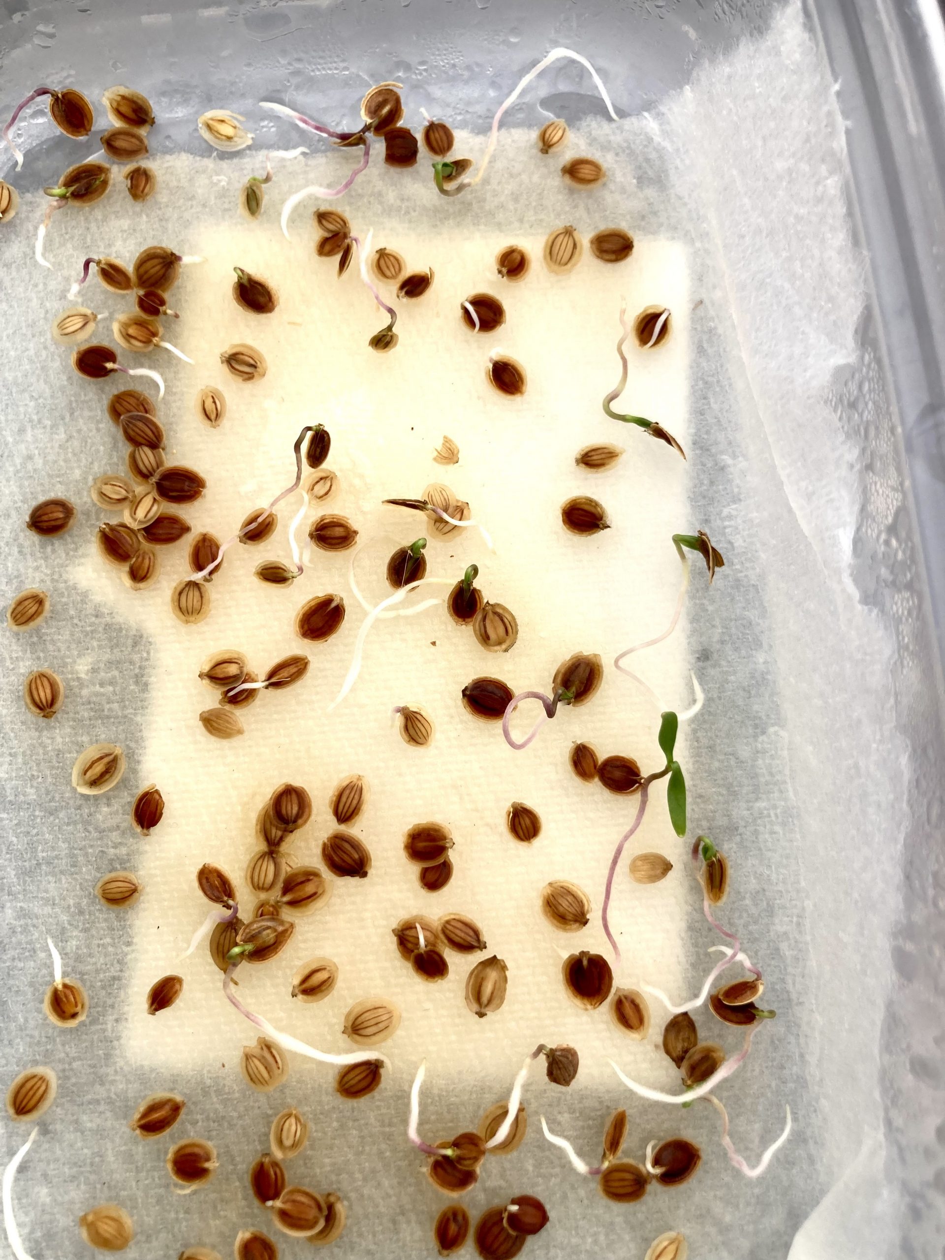 The Potty Plotters grow your own blog; April to May - National Garden ...