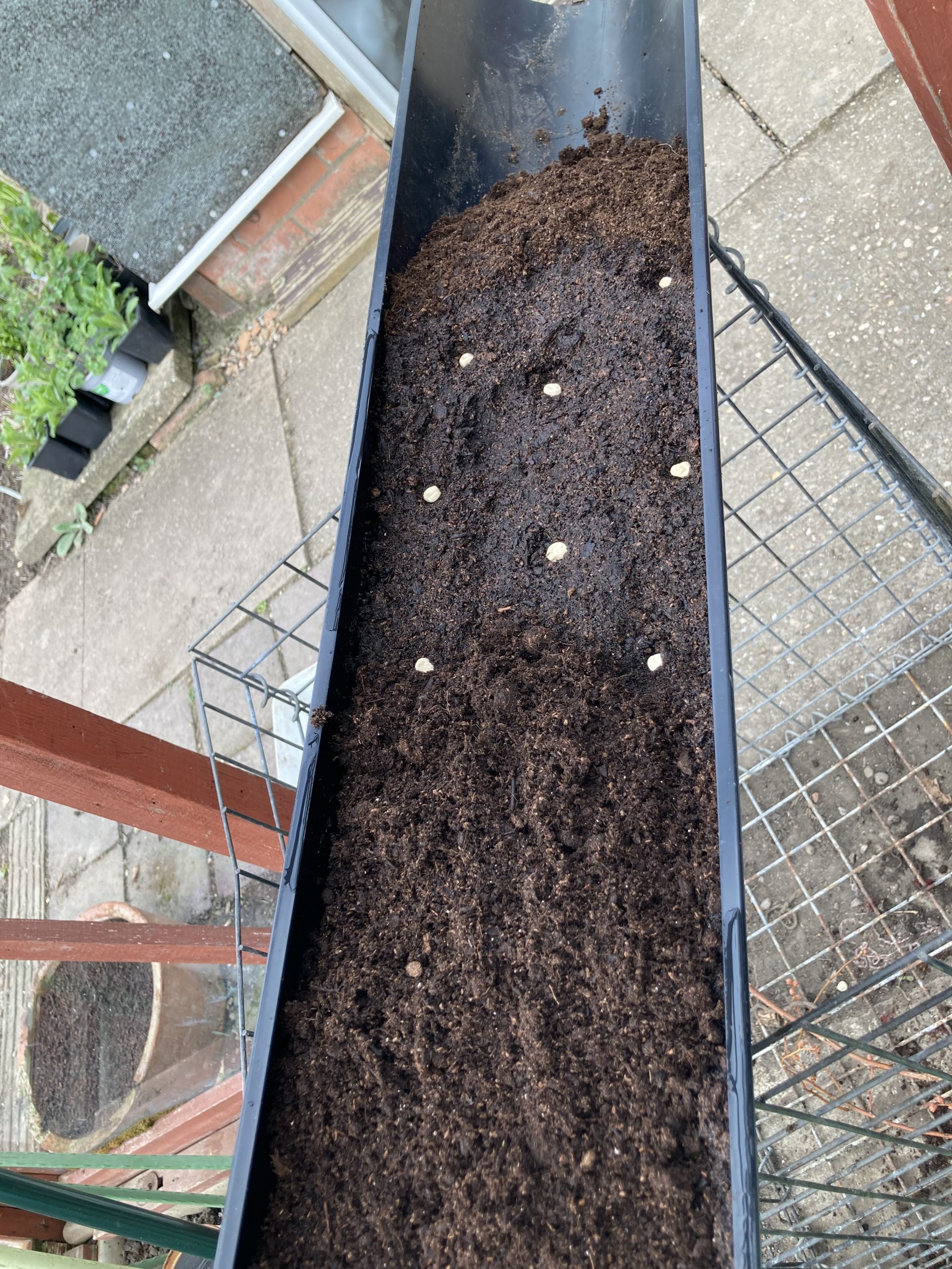 The Potty Plotters grow your own blog; April to May - National Garden ...