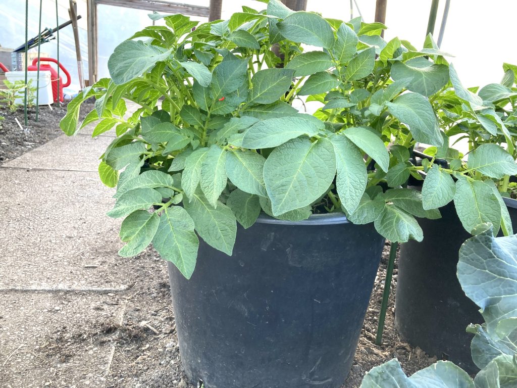 The Potty Plotters grow your own blog; April to May - National Garden ...