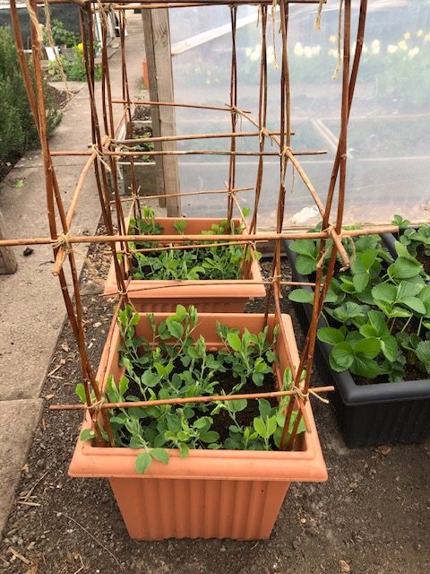 The Potty Plotters grow your own blog; April to May - National Garden ...