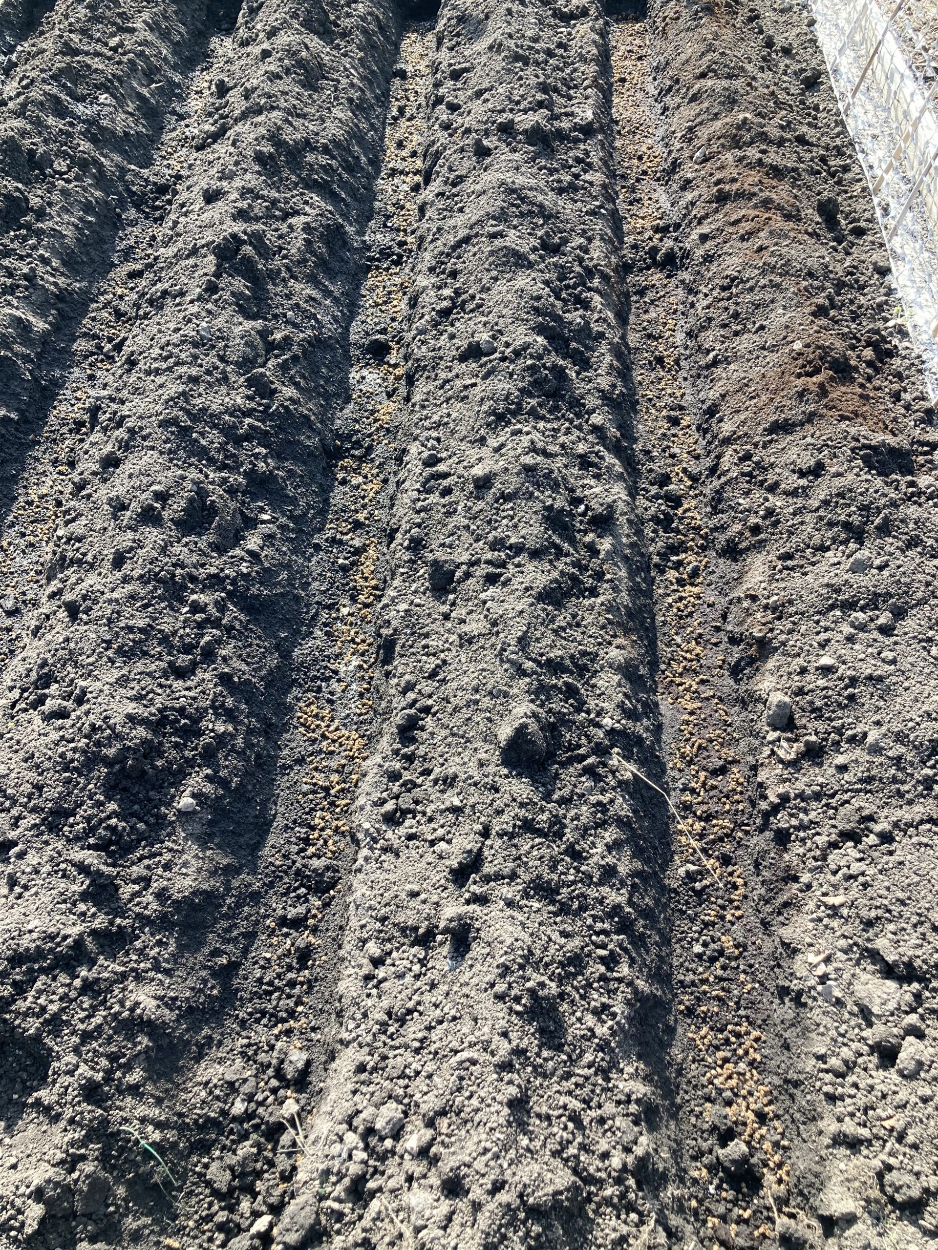 The Potty Plotters grow your own blog; April to May - National Garden ...