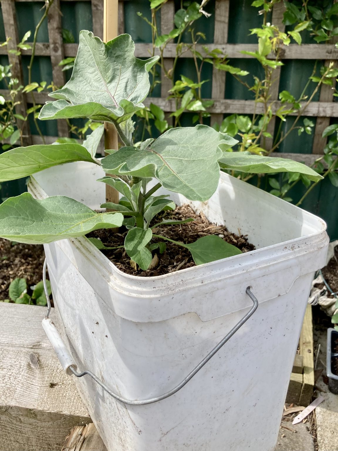 The Potty Plotters grow your own blog; May to June - National Garden Scheme