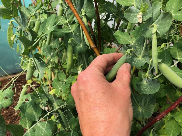 The Potty Plotters grow your own blog; May to June - National Garden Scheme