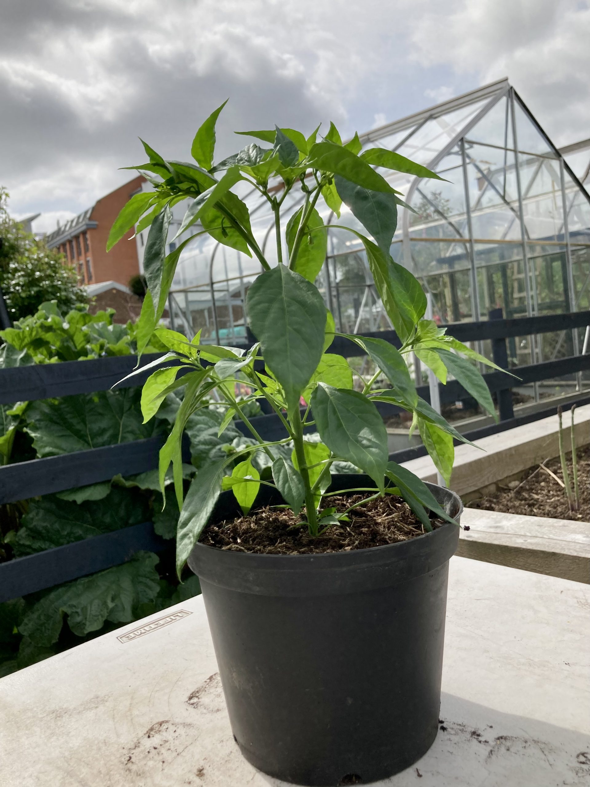 The Potty Plotters grow your own blog; May to June - National Garden Scheme