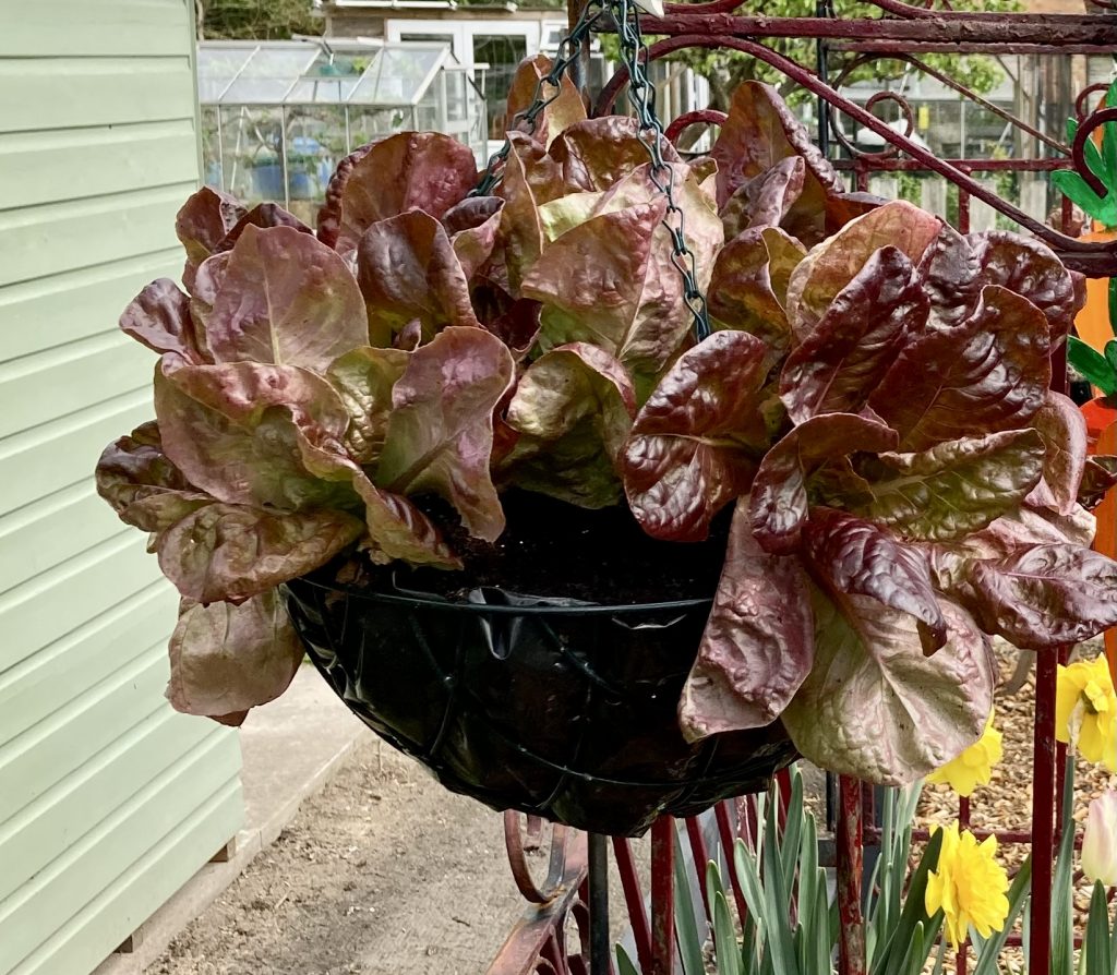 The Potty Plotters grow your own blog; May to June - National Garden Scheme