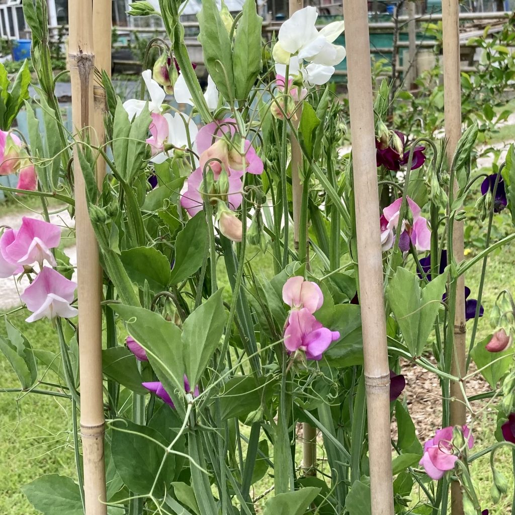 The Potty Plotters grow your own blog; May to June - National Garden Scheme