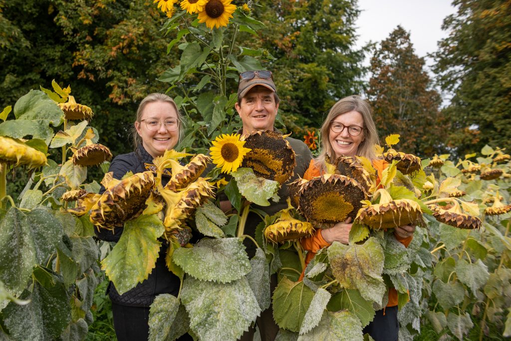A Surrey sunflower harvest for UK hospices - National Garden Scheme