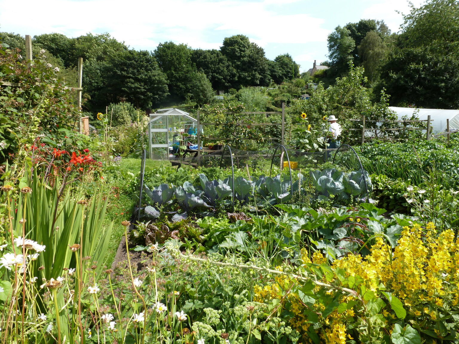 Visit an allotment or GYO garden this year - National Garden Scheme