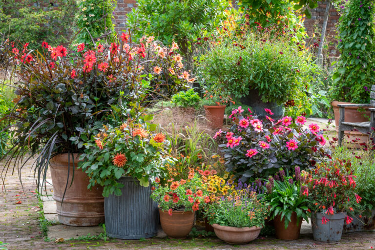 Top tips from Sarah Raven on getting the most from your containers and ...
