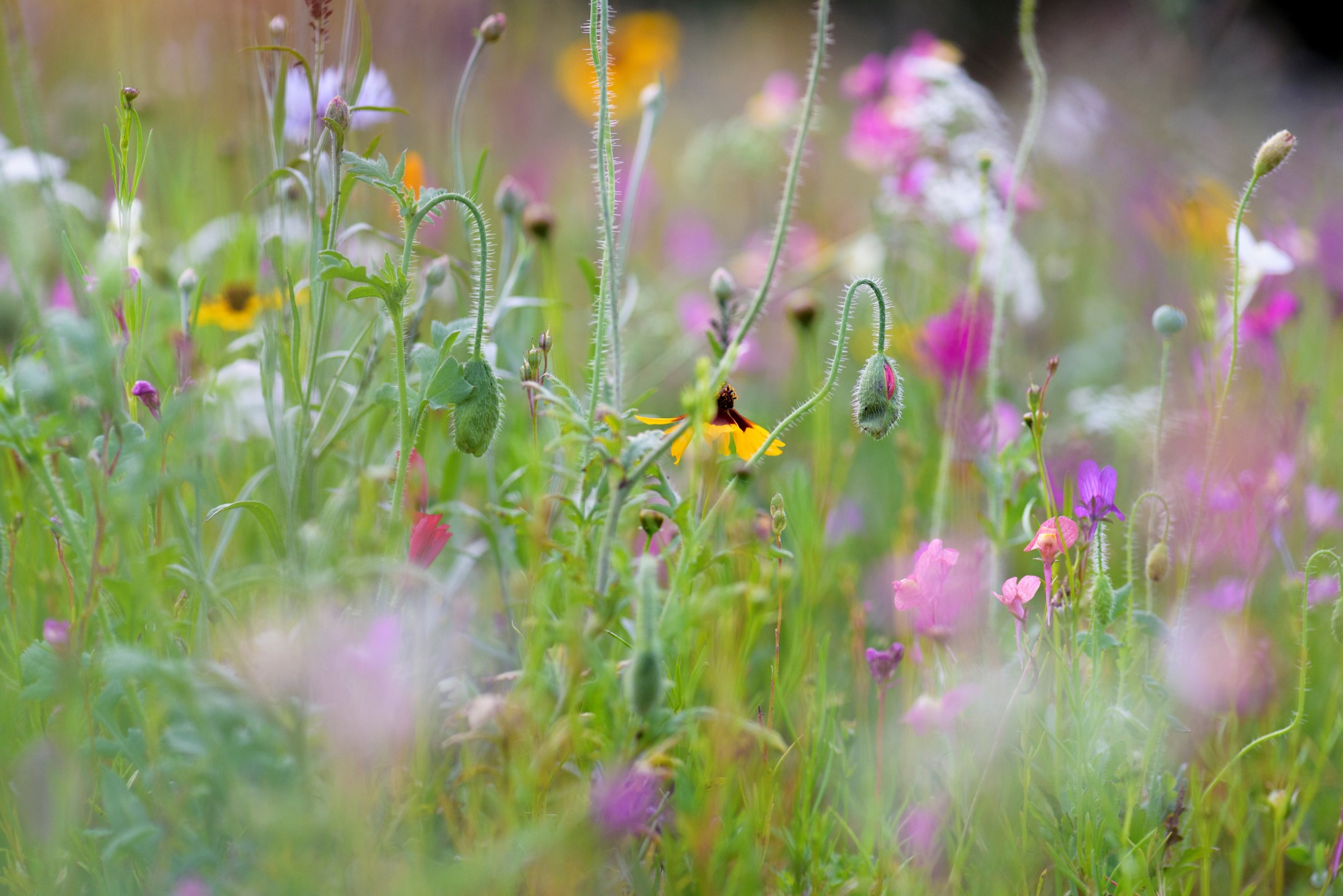 Rewilding and wildflower meadows to visit this summer - National Garden ...