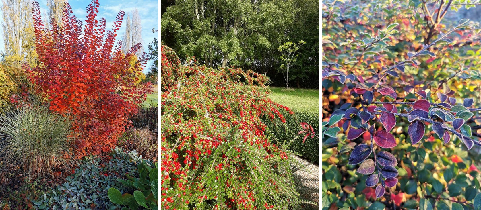 Autumn fires: five ideas to create a garden that's ablaze with autumn ...