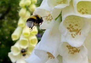 How to increase biodiversity in your garden - National Garden Scheme