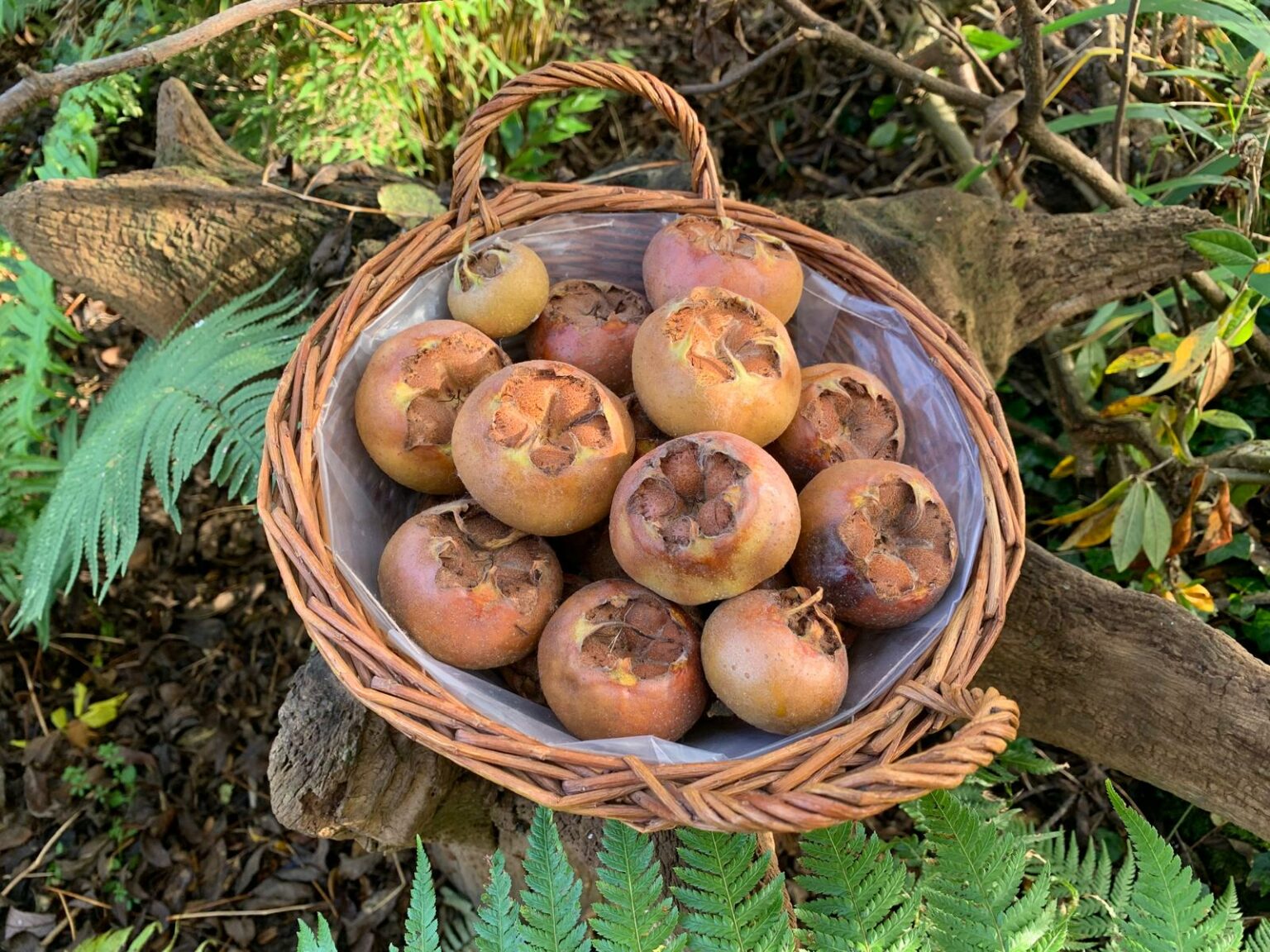 Kay's medlar jelly - National Garden Scheme