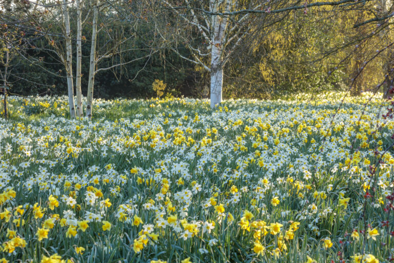 Great daffodil gardens to visit this spring - National Garden Scheme