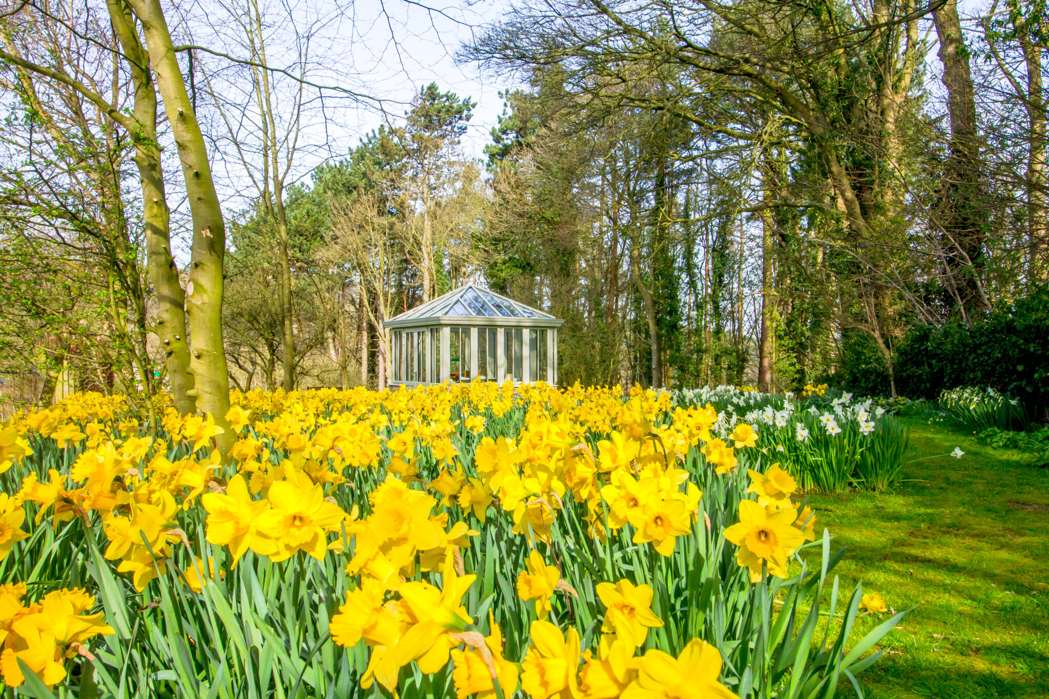 Great daffodil gardens to visit this spring - National Garden Scheme